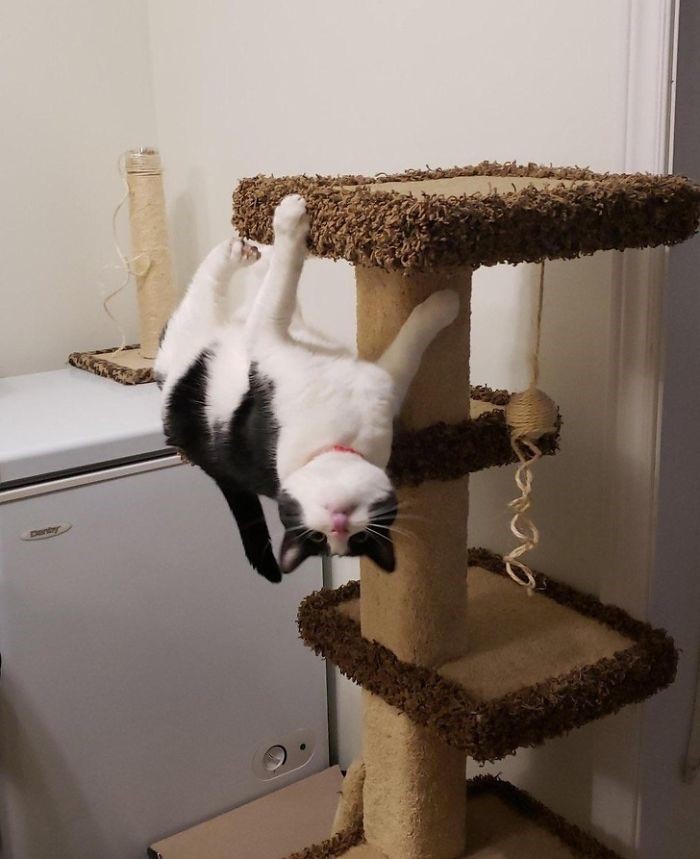 40 cats that defy the laws of physics