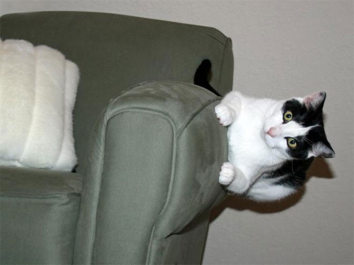 40 cats that defy the laws of physics