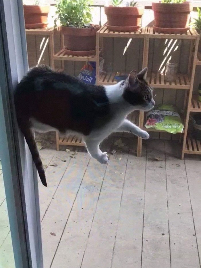 40 cats that defy the laws of physics