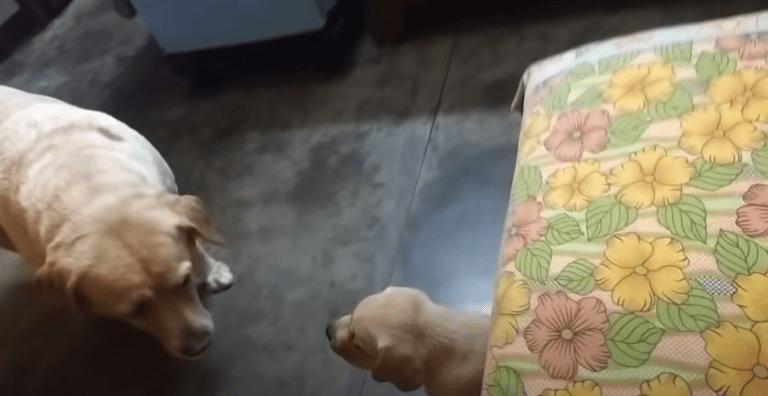 Mama dog and her puppy get into heated argument