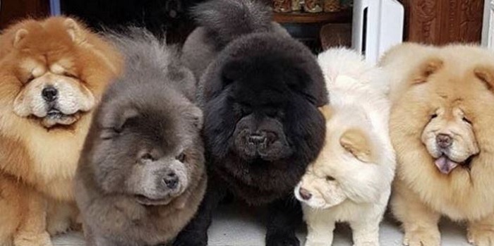 People are obsessed with this fluffy oreo colored dog whose markings ...