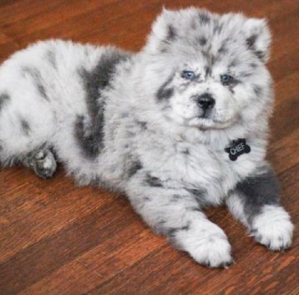 People are obsessed with this fluffy oreo colored dog whose markings ...