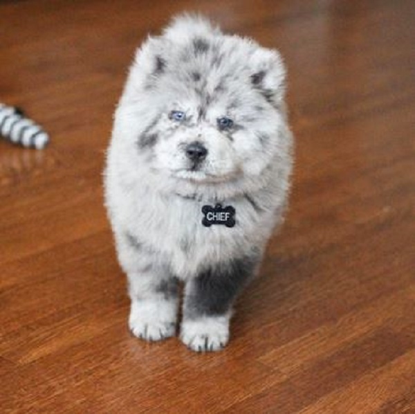 People are obsessed with this fluffy oreo colored dog whose markings ...