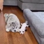 People are obsessed with this fluffy oreo colored dog whose markings ...