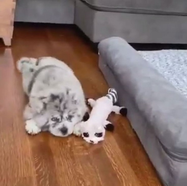 People are obsessed with this fluffy oreo colored dog whose markings ...