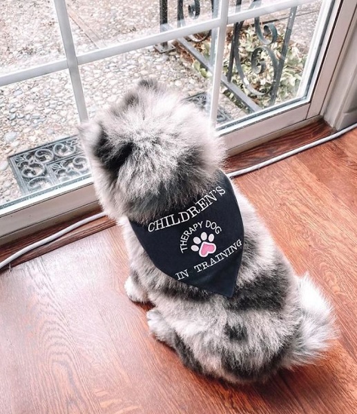 People are obsessed with this fluffy oreo colored dog whose markings ...