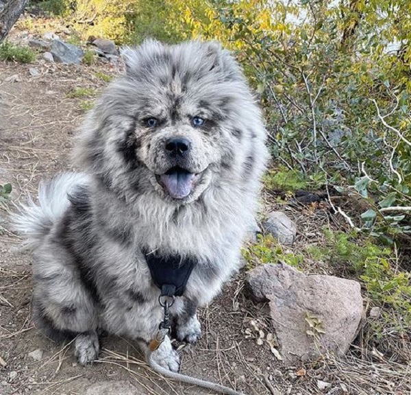 People are obsessed with this fluffy oreo colored dog whose markings ...