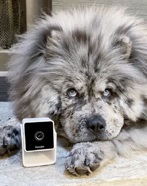People are obsessed with this fluffy oreo colored dog whose markings ...