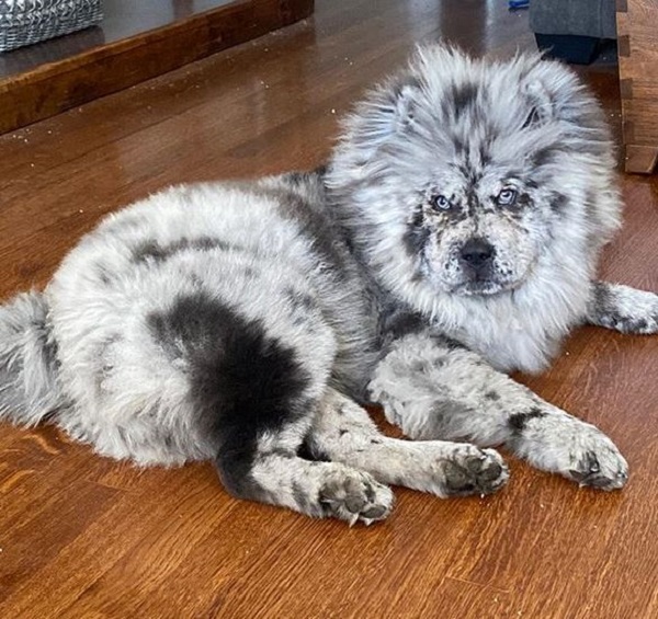 People are obsessed with this fluffy oreo colored dog whose markings ...