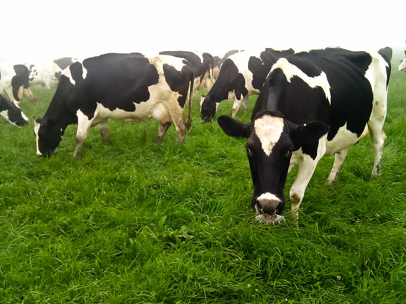 Teen and his trusty cow take a nap together after losing at state fair