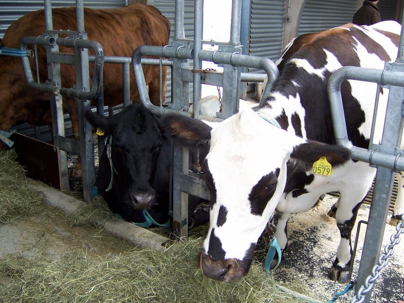 Teen and his trusty cow take a nap together after losing at state fair