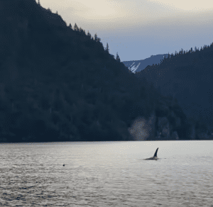 Otter Jumps In Man’s Boat Trying To Escape Orca