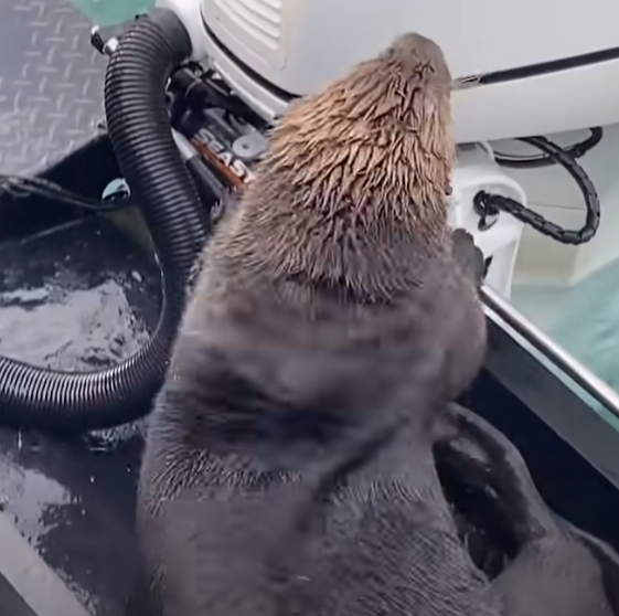 Otter Jumps In Man’s Boat Trying To Escape Orca