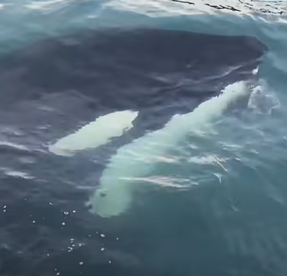 Otter Jumps In Man’s Boat Trying To Escape Orca