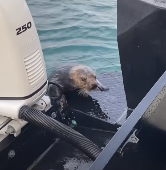 Otter Jumps In Man’s Boat Trying To Escape Orca