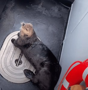 Otter Jumps In Man’s Boat Trying To Escape Orca