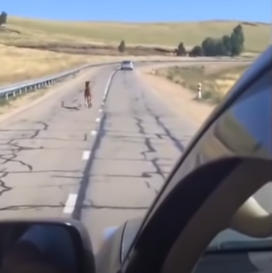 Man Rescues Scared Foal Separated From Mother