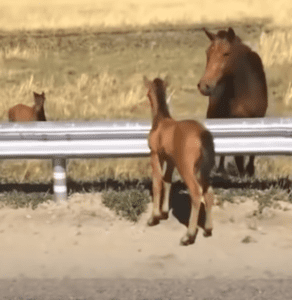 Man Rescues Scared Foal Separated From Mother