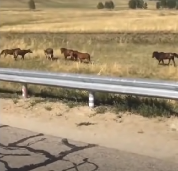 Man Rescues Scared Foal Separated From Mother