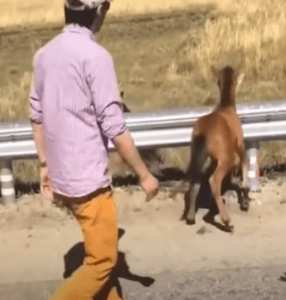 Man Rescues Scared Foal Separated From Mother