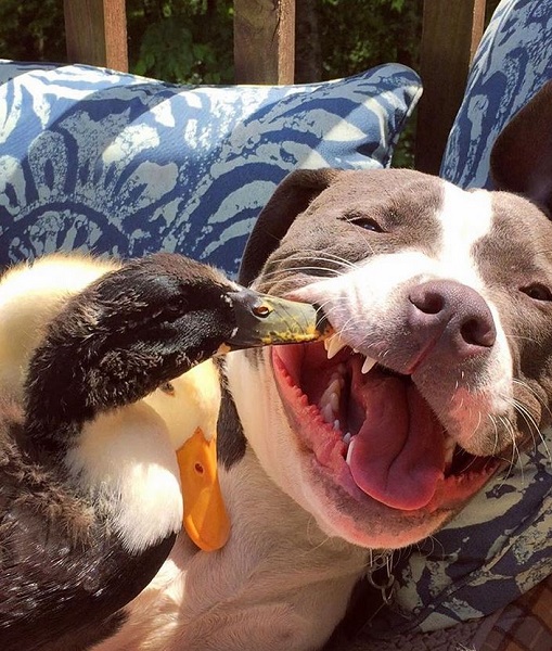 42 Times Animals Humorously Tried To Get Along