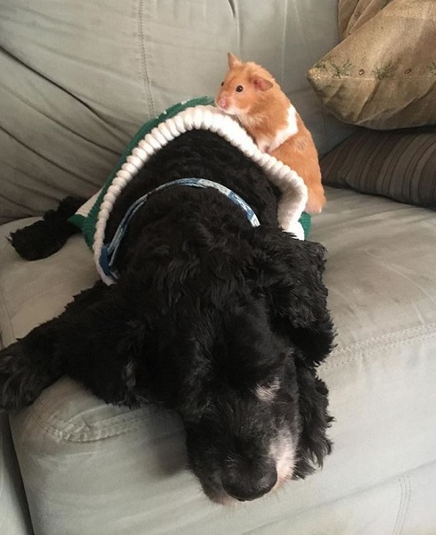 42 Times Animals Humorously Tried To Get Along