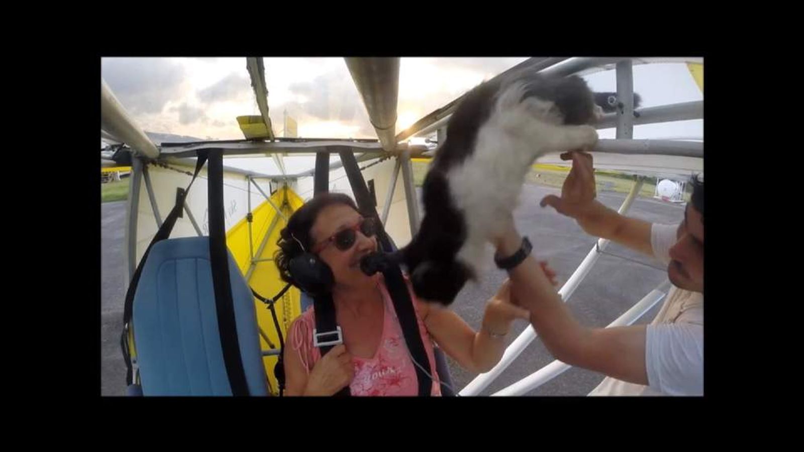 Stowaway cat accidentally taken for airplane ride and 29M people have ...