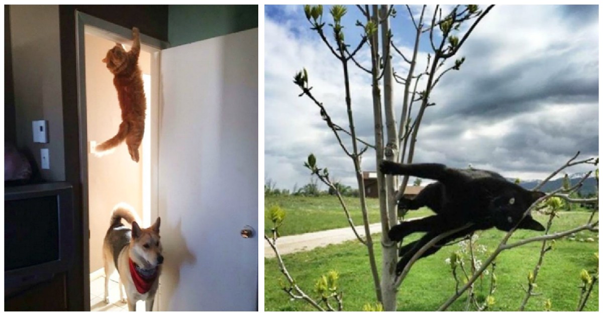 40 cats that defy the laws of physics