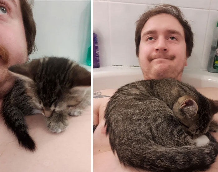 50 cats who shamelessly disrespected their human’s personal space