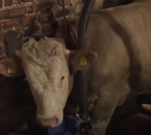 Bull who’s been imprisoned his whole life takes his first steps toward ...