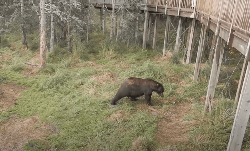 Man films a giant bear that suddenly gets an itch he has to scratch