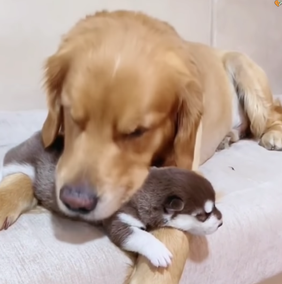 Golden Retriever Falls In Love With Best Friend’s Puppies