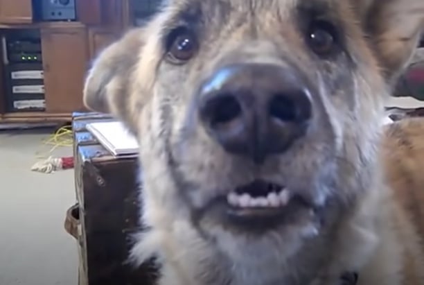 Owner tells dog he passed all the treats to the cats, over 200 million ...