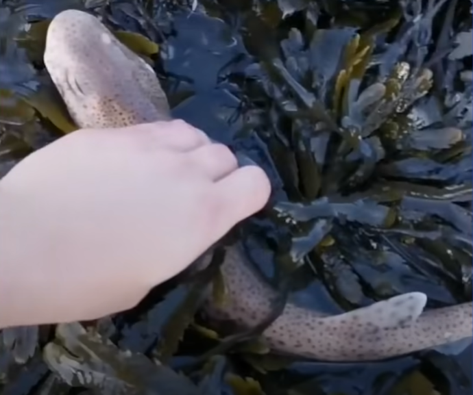 Man saves stranded baby shark and shark finds sweetest way to thank him