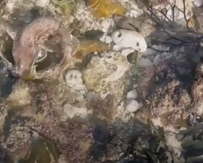 Man saves stranded baby shark and shark finds sweetest way to thank him