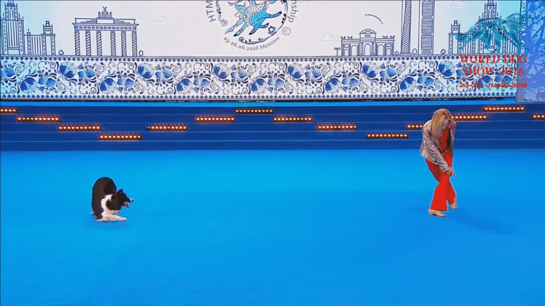 Dog steals the show with her incredible moves at world dance ...