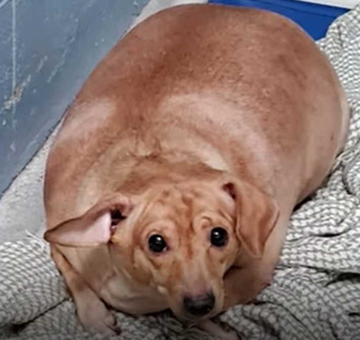 Morbidly obese dog left unrecognizable after woman takes her home