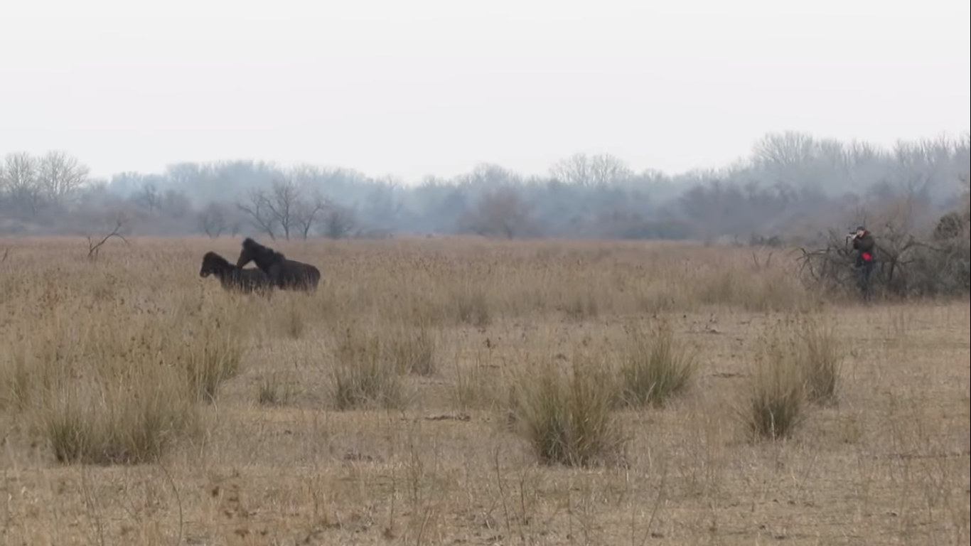 Vet saves wild horse with chained legs and horse thanks him in ...