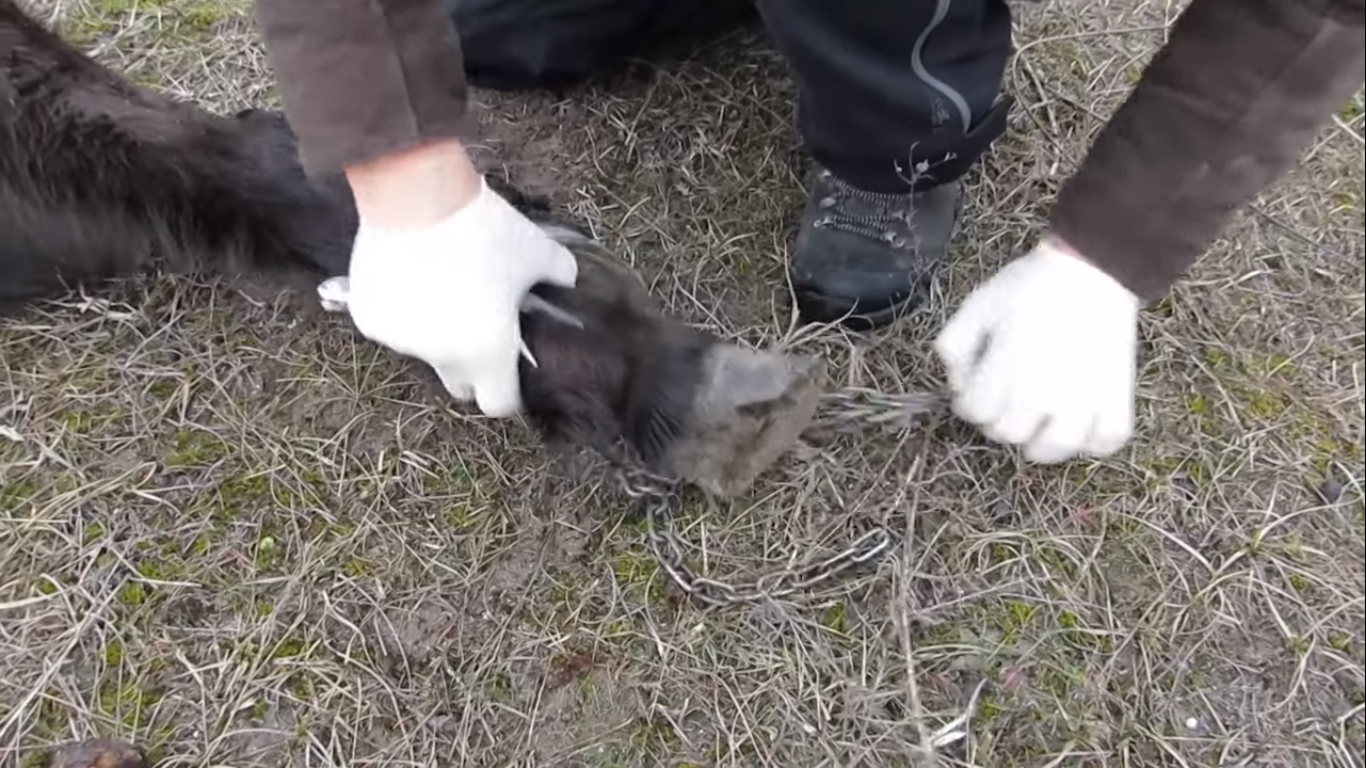 Vet saves wild horse with chained legs and horse thanks him in ...