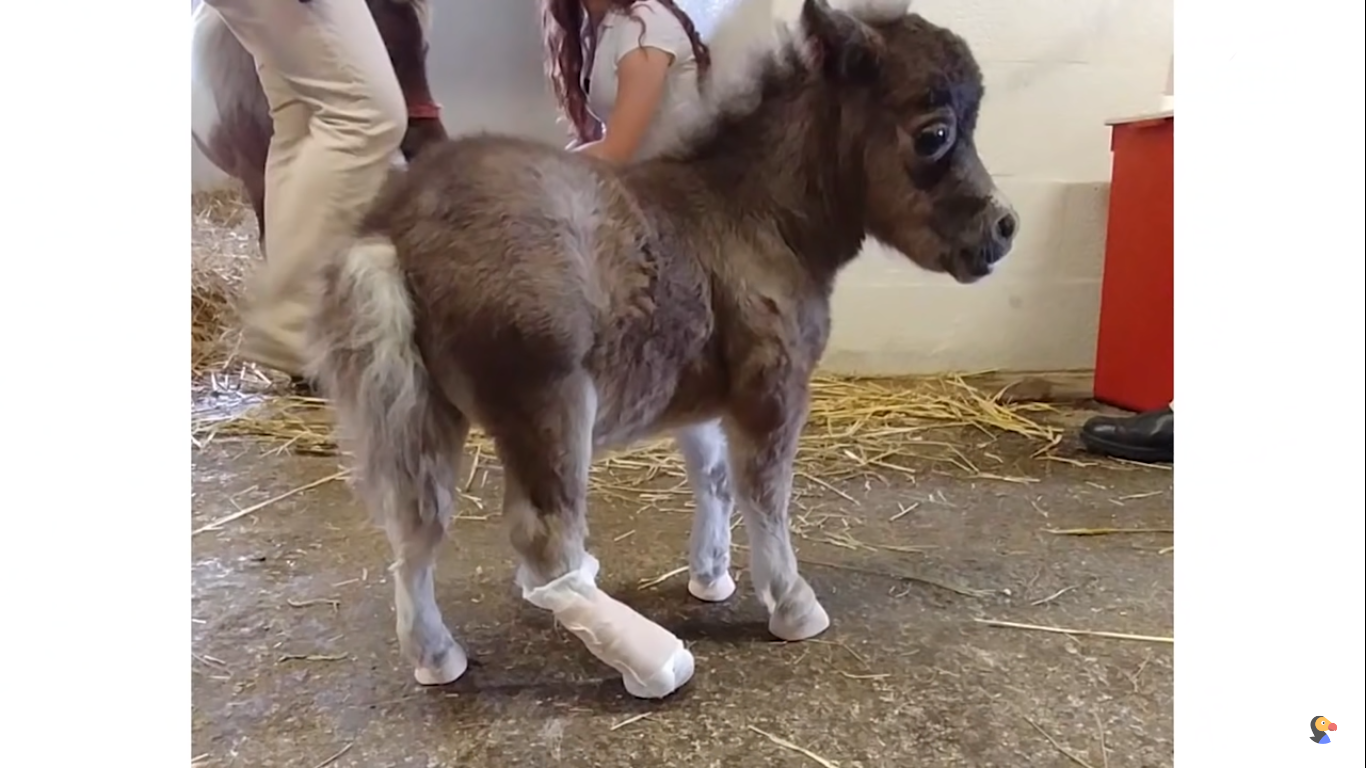 Mini dwarf pony who could barely walk finally gets to run and earns 13M ...