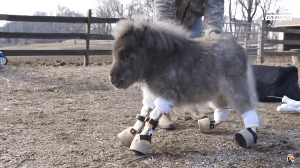 Mini dwarf pony who could barely walk finally gets to run and earns 13M ...