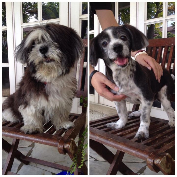 35 Hilarious pet haircuts that made animals look like people