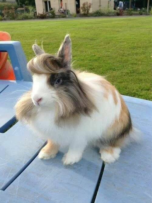 35 Hilarious pet haircuts that made animals look like people