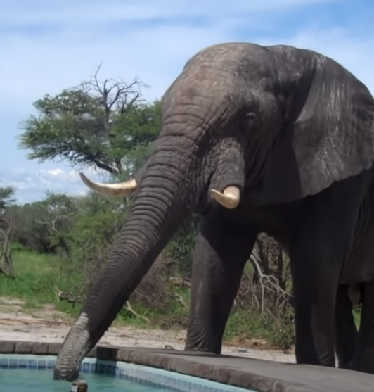 Massive Elephant Crashes Family Pool Party