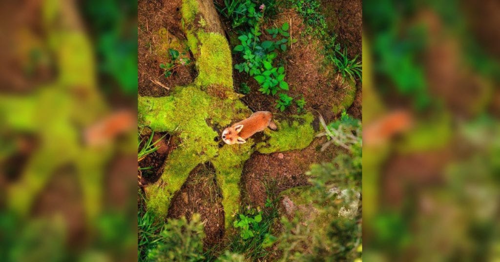 50 incredible sights found in nature that show how awesome our world is