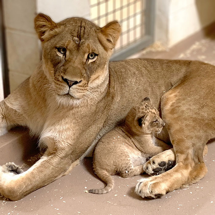 Papa lion crouches down to meet his little cub for the first time in ...
