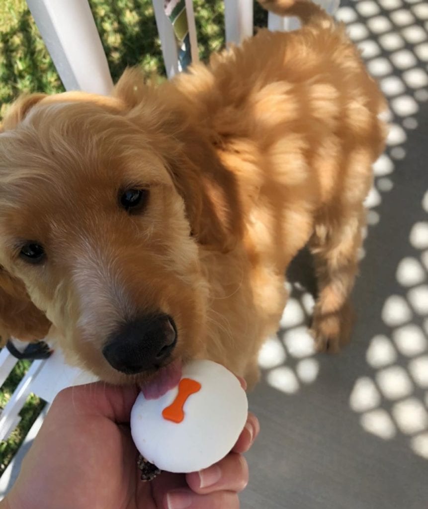 10 popular restaurants with secret doggie menus for your pup