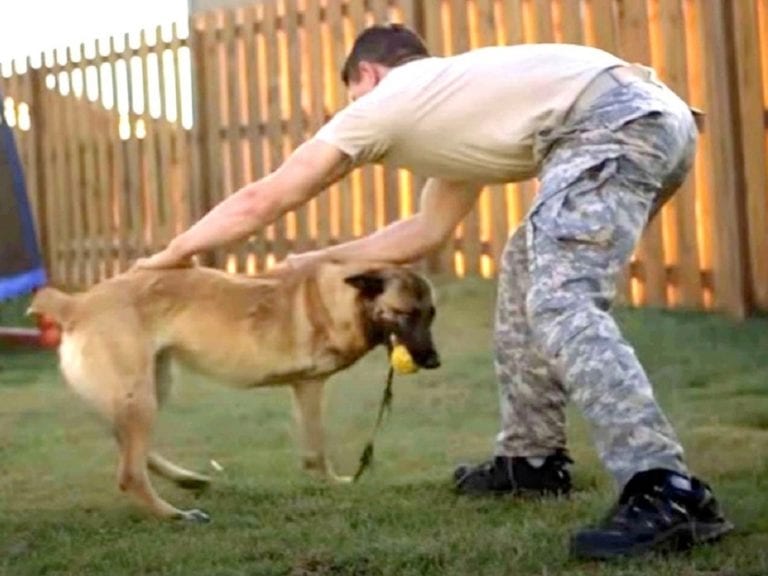 Soldier wants to adopt ‘scary’ dog that took 4 bullets for him but ...