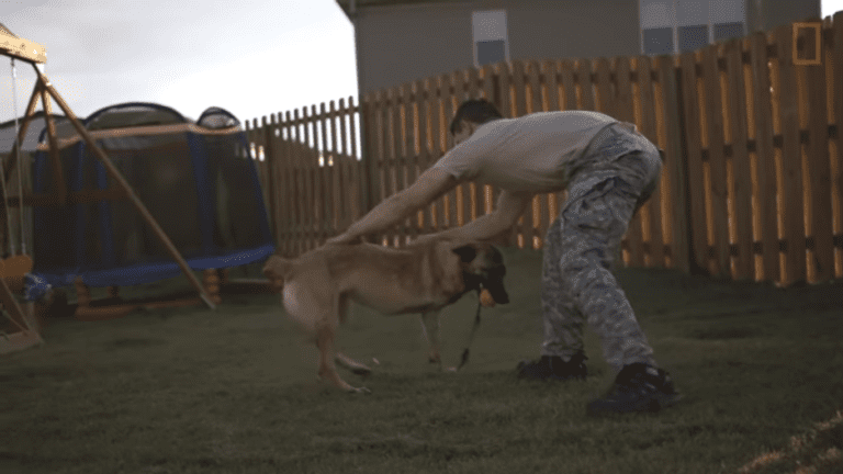 Soldier wants to adopt ‘scary’ dog that took 4 bullets for him but ...