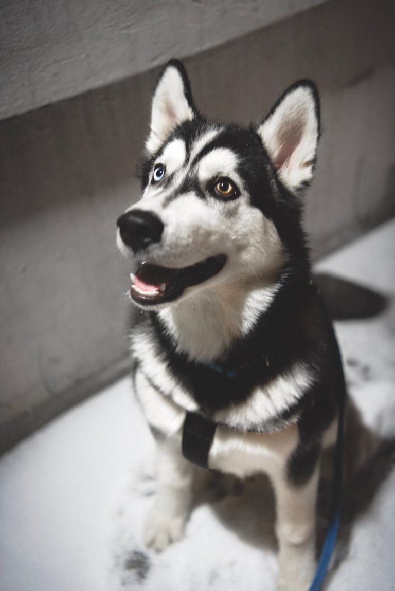 Little Husky puppy sounds just like Chewbacca when he howls